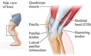 Knee Anatomy Side View – Dr. Kapil Bakshi (Bakshi Orthopaedics – A ...